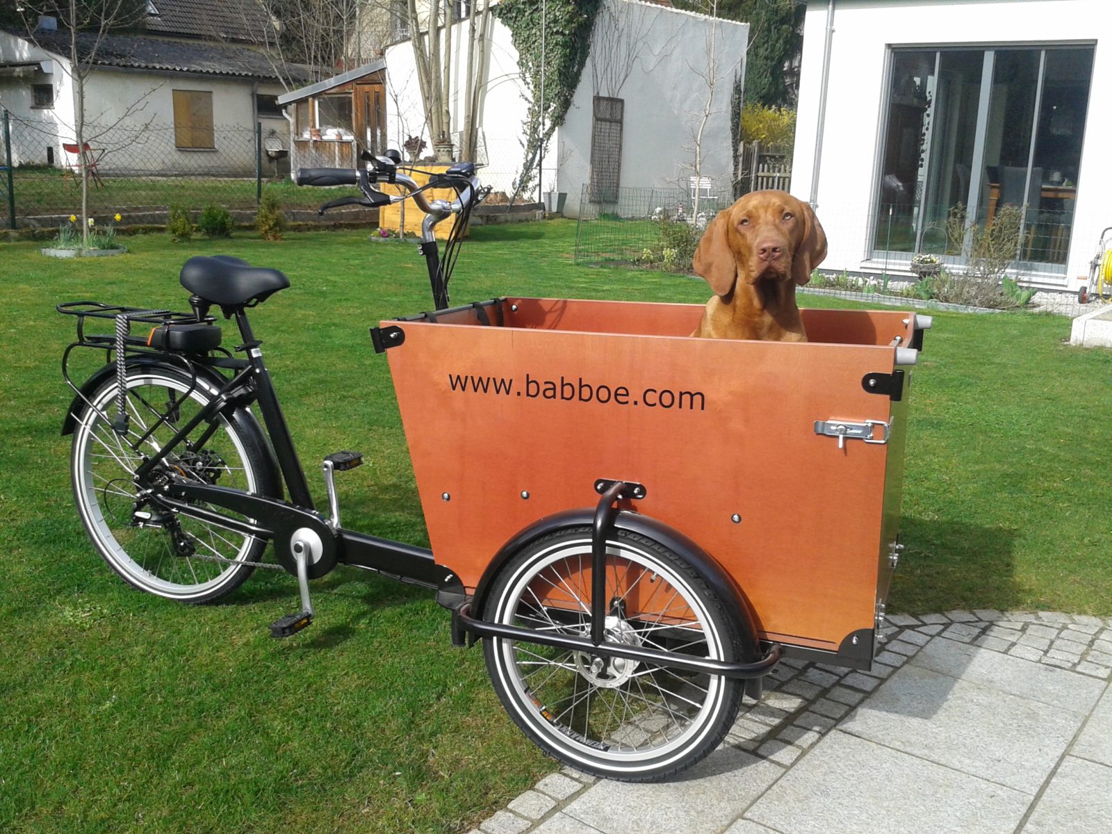 Babboe Dog - Babboe Polska - rowery towarowe dla każdego